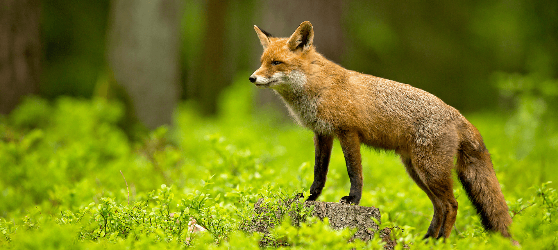 hunterra.eu - urlscan.io